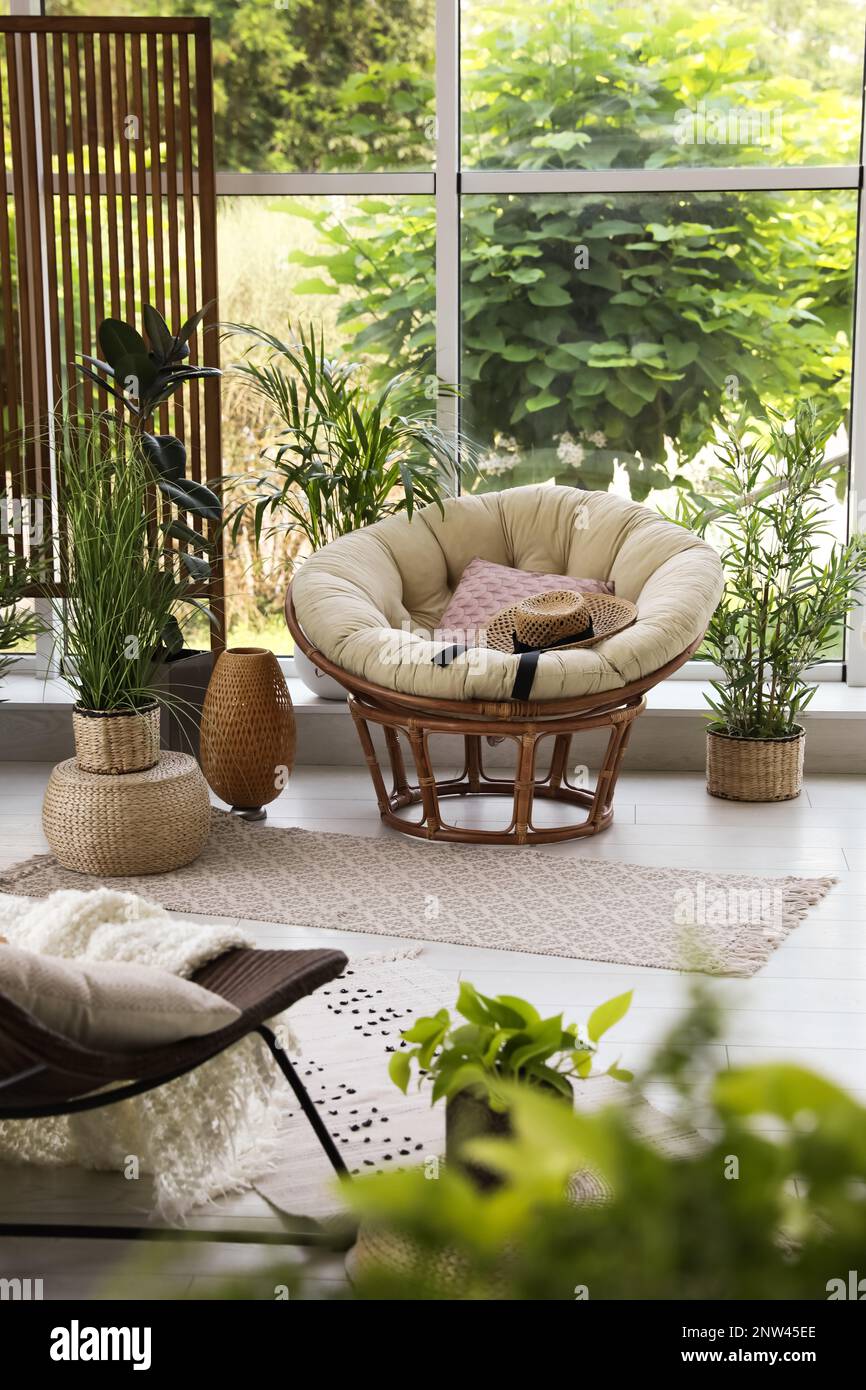 Indoor terrace interior with soft papasan chair and green plants Stock ...