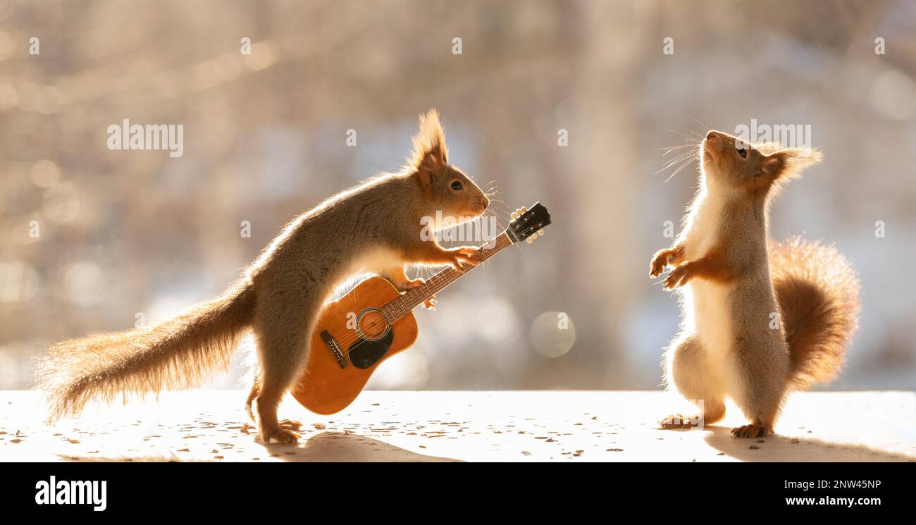 Red squirrel is holding a guitar Stock Photo - Alamy