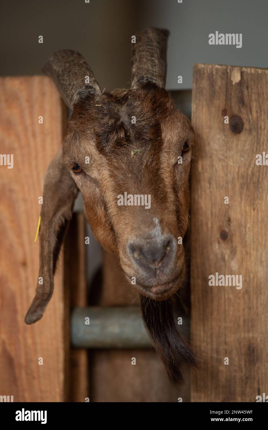 Goat in the stable hi-res stock photography and images - Alamy
