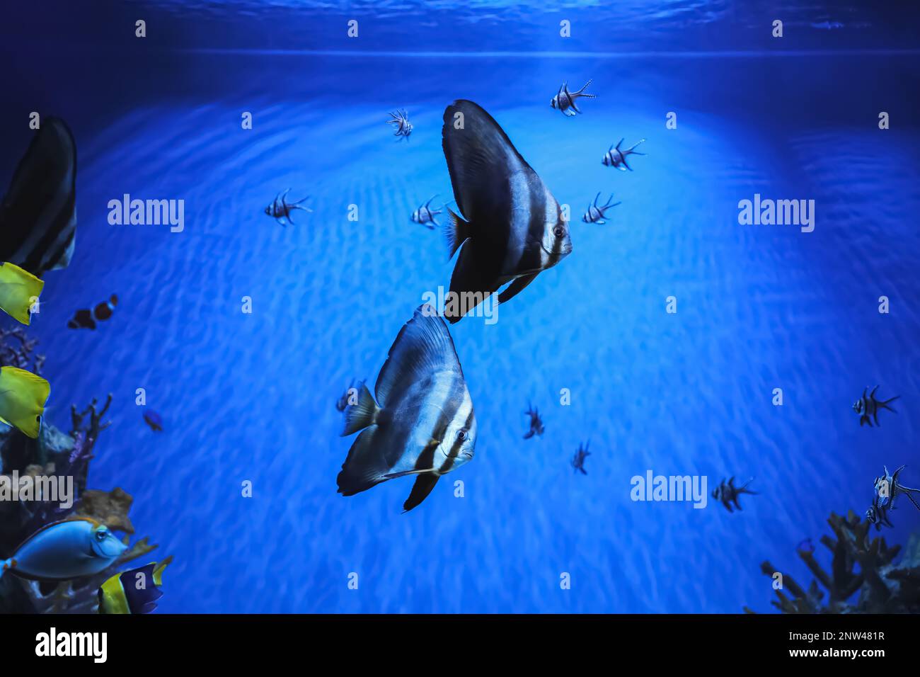 Beautiful longfin batfishes swimming in clear aquarium Stock Photo - Alamy