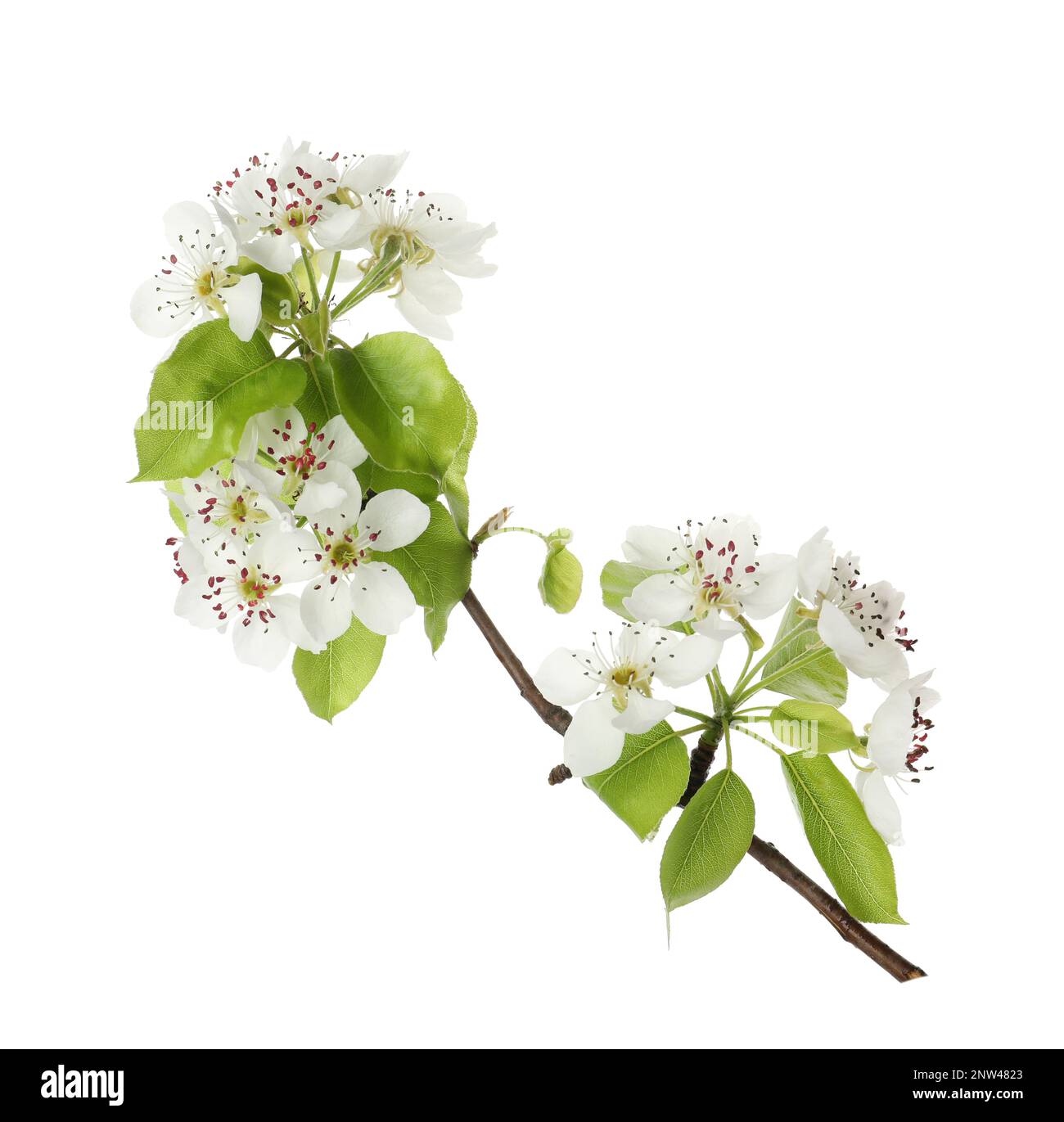 Beautiful blossoming pear tree branch with flowers on white background ...