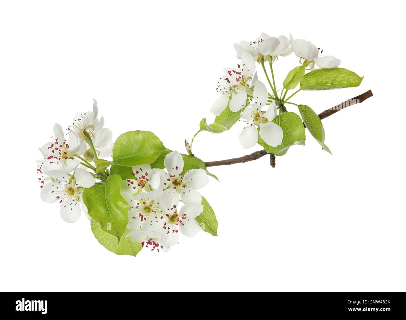 Beautiful blossoming pear tree branch with flowers on white background ...