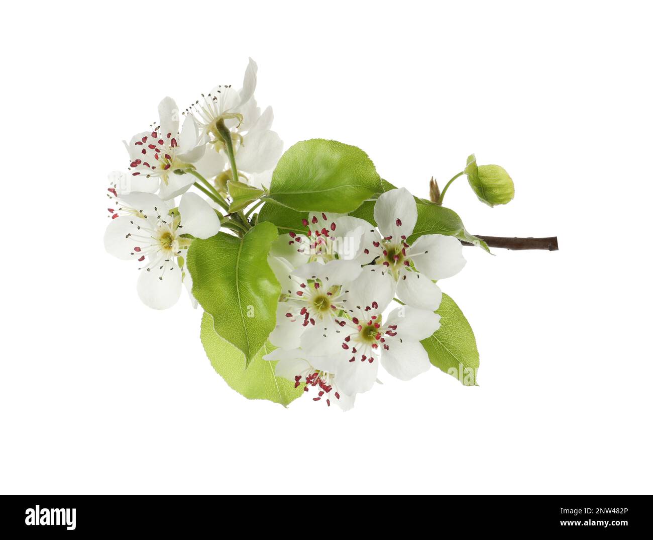 Beautiful blossoming pear tree branch with flowers on white background ...