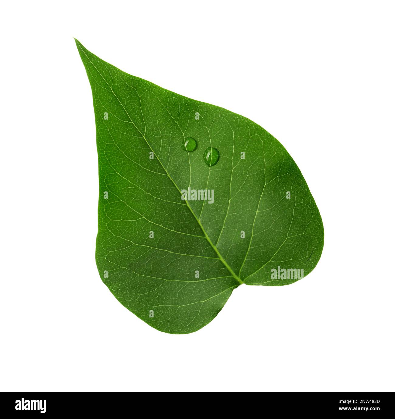 Leaf of sacred fig tree isolated on white. Buddhism concept Stock Photo ...