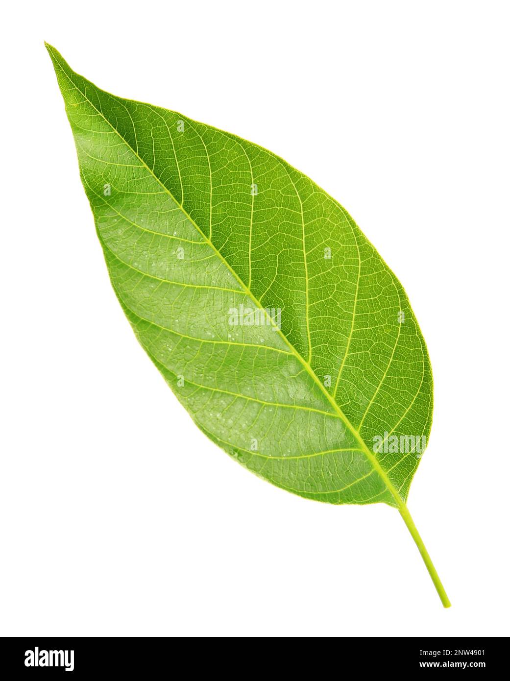Green leaf of walnut tree isolated on white Stock Photo - Alamy