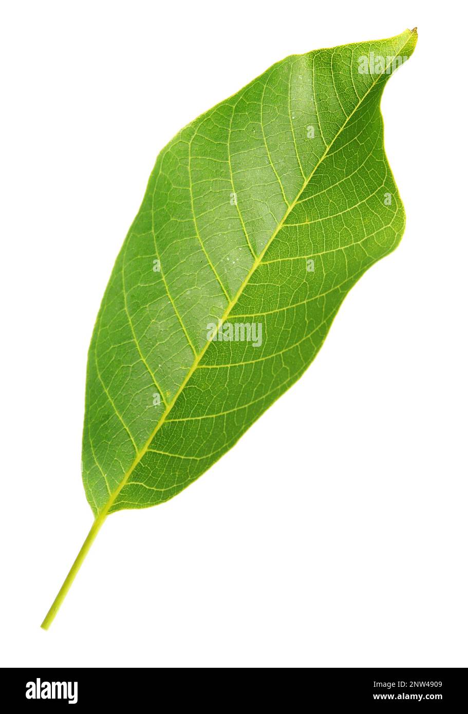 Green leaf of walnut tree isolated on white Stock Photo - Alamy