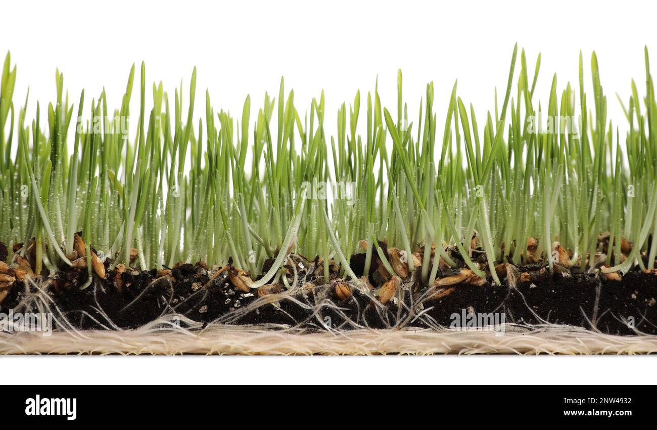 Soil with wet green wheatgrass on white background Stock Photo - Alamy