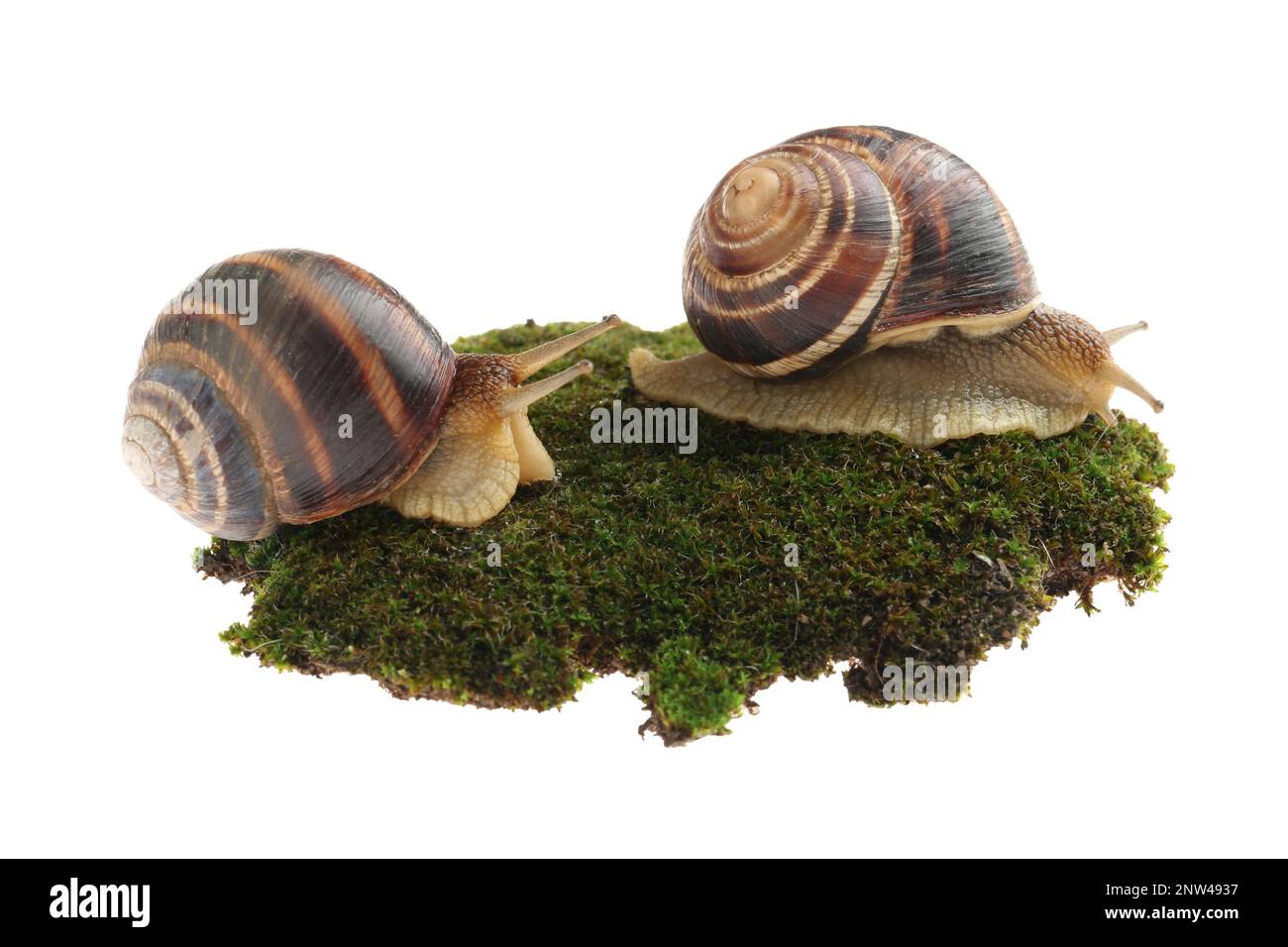 Common garden snails crawling on green moss against white background ...