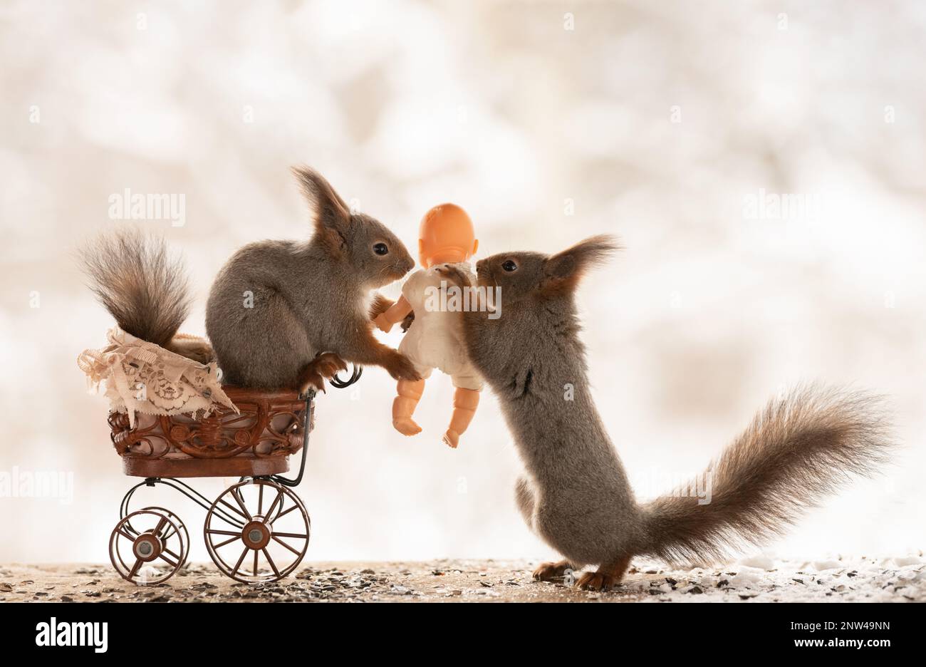 Baby squirrels play hi-res stock photography and images - Alamy