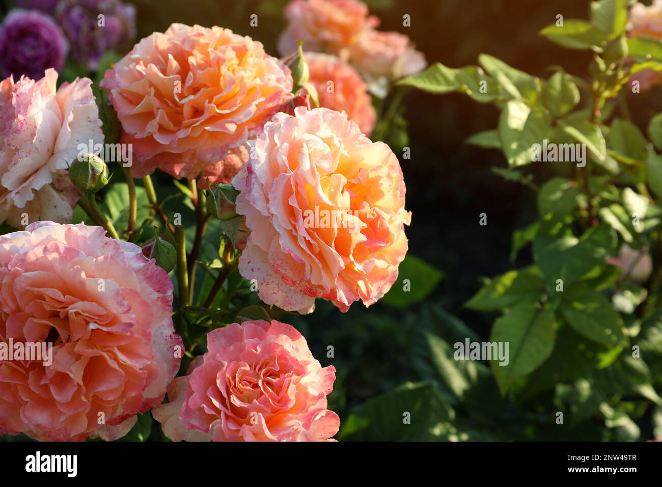 Beautiful blooming coral roses on bush outdoors. Space for text Stock ...