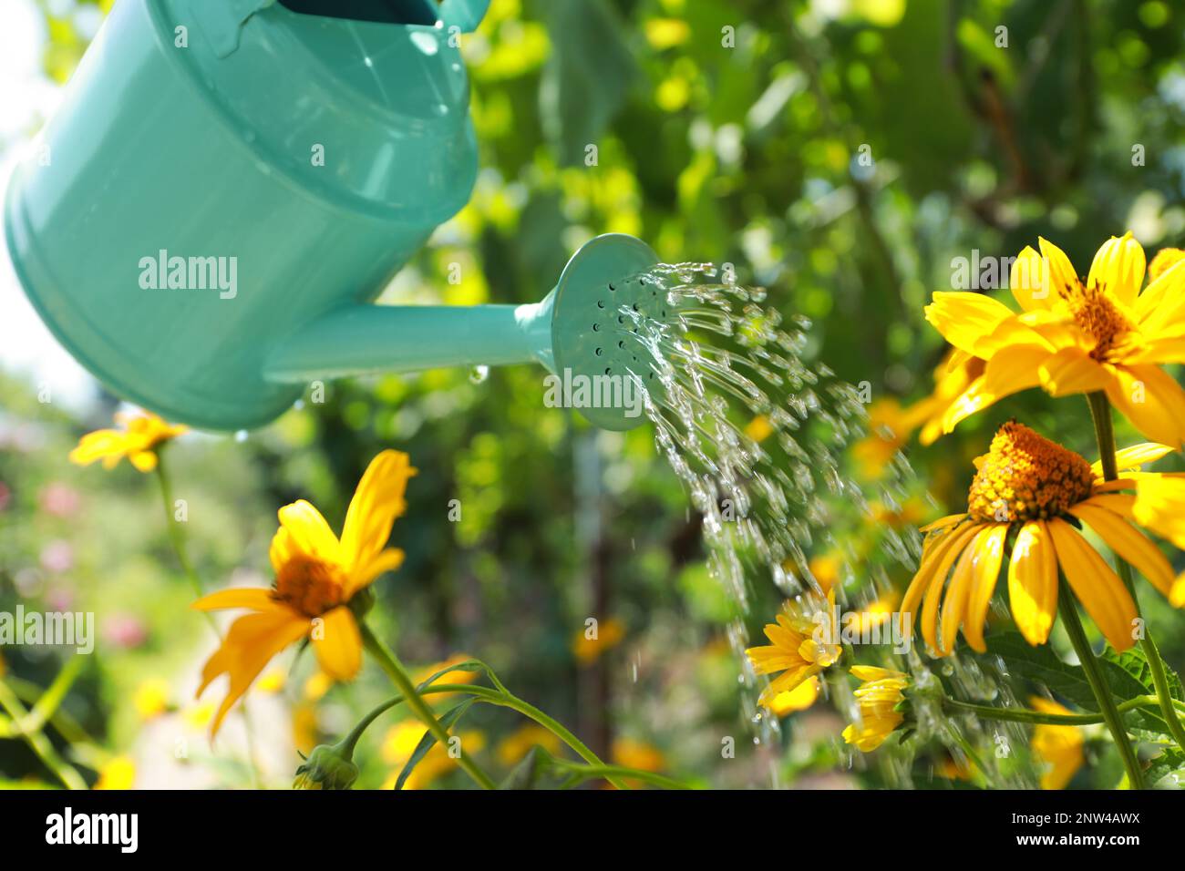Sprinkling flowers hi-res stock photography and images - Alamy