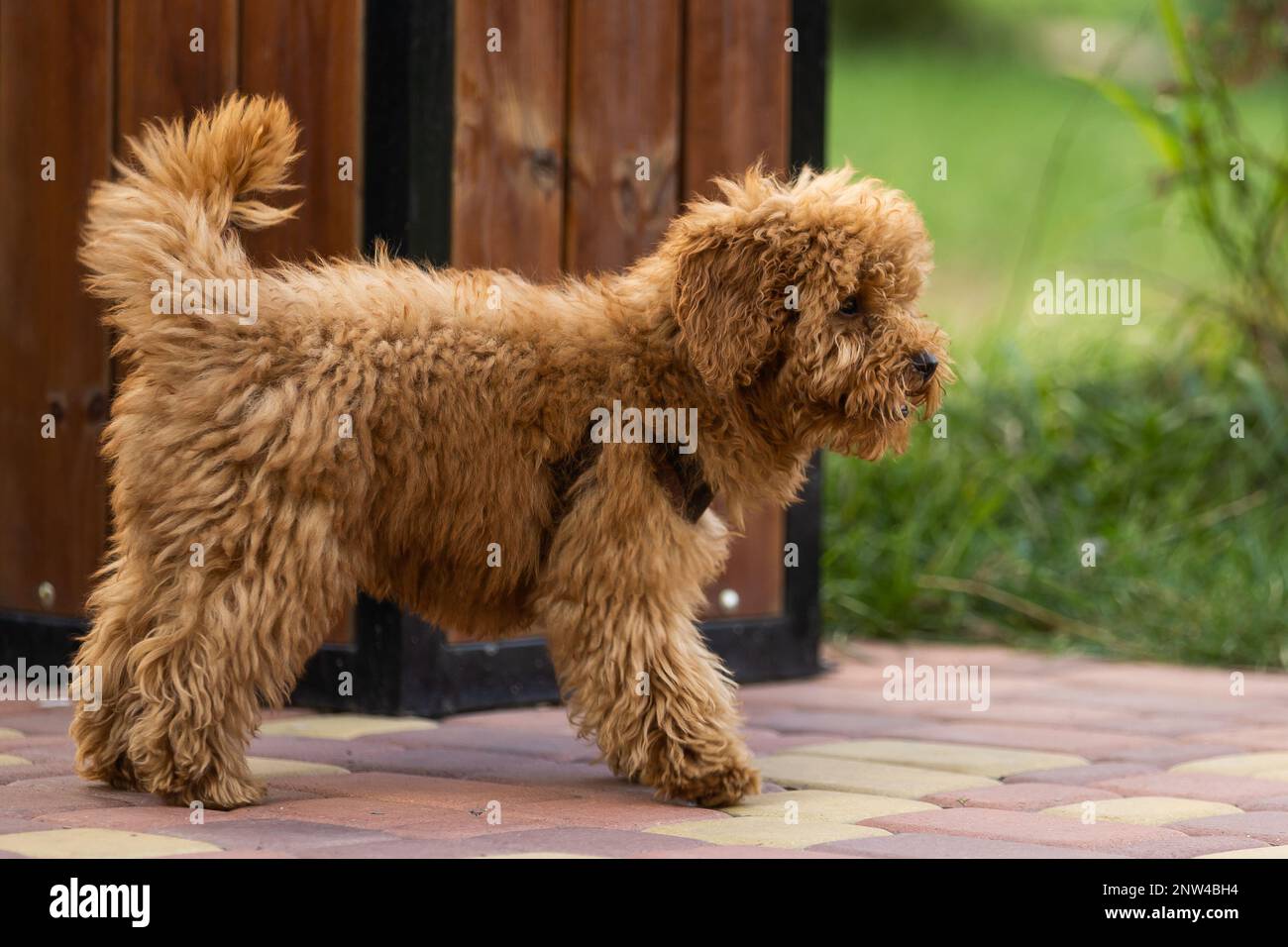 Maltipoo puppy. Adorable Maltese and Poodle mix Puppy Stock Photo - Alamy
