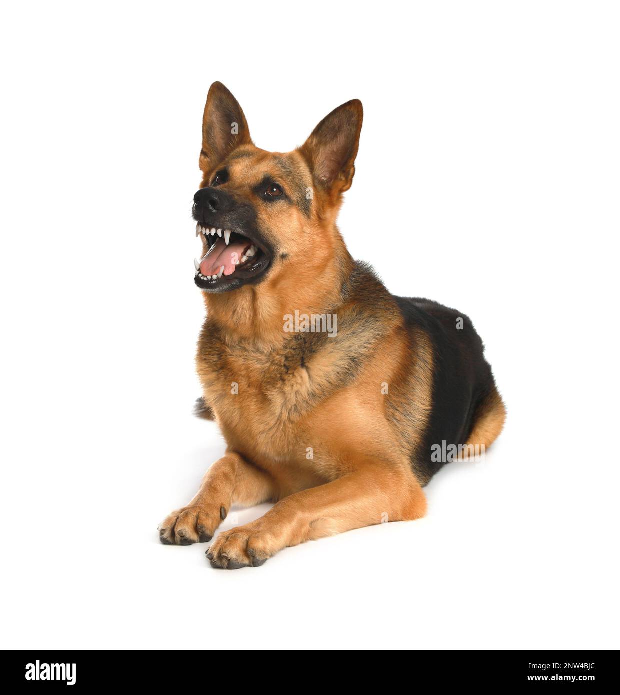 Aggressive German Shepherd dog on light background Stock Photo - Alamy