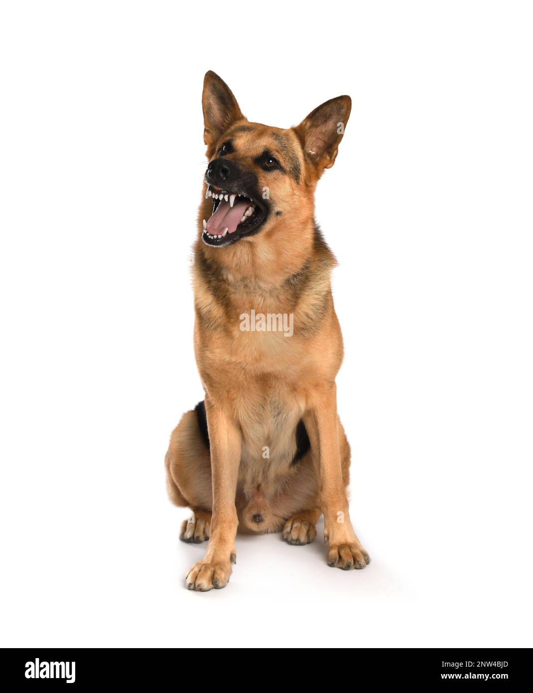 Aggressive German Shepherd dog on white background Stock Photo - Alamy