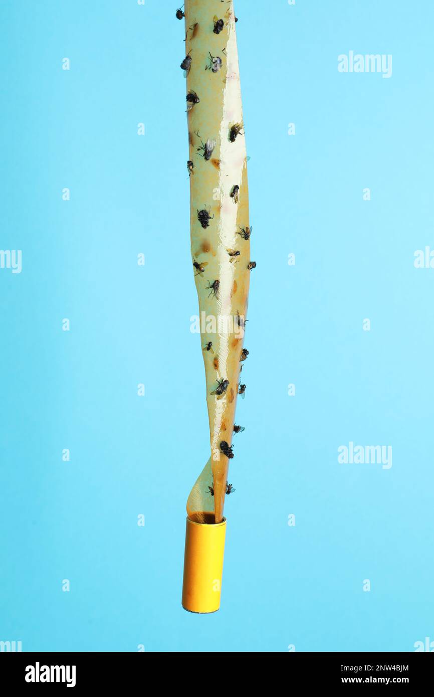 Sticky insect tape with dead flies on turquoise background Stock Photo ...