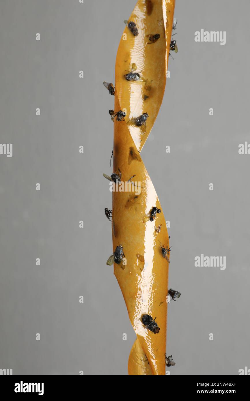 Sticky insect tape with dead flies on grey background Stock Photo - Alamy