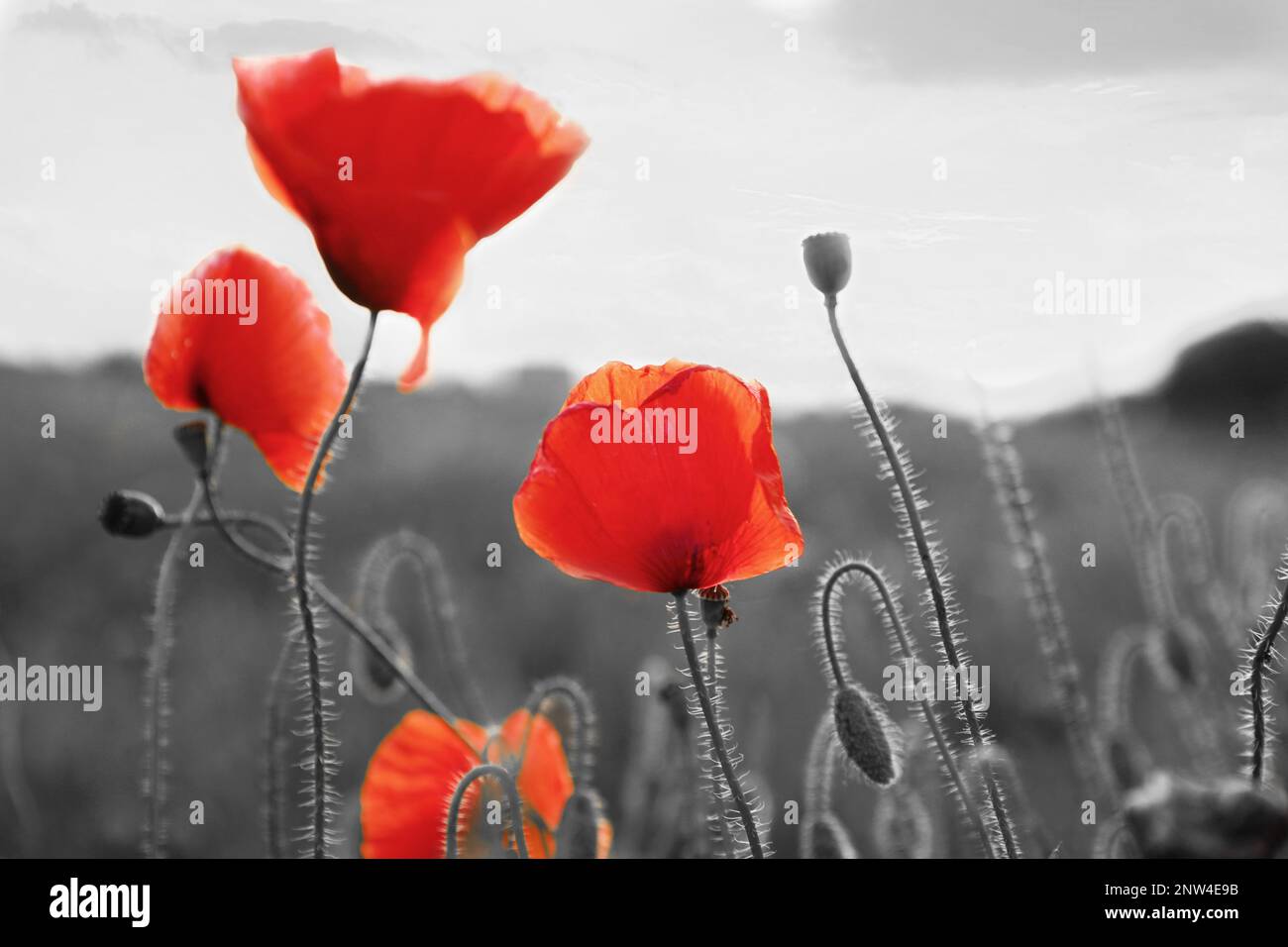 Beautiful blooming poppy flowers in field. Black and white tone with ...