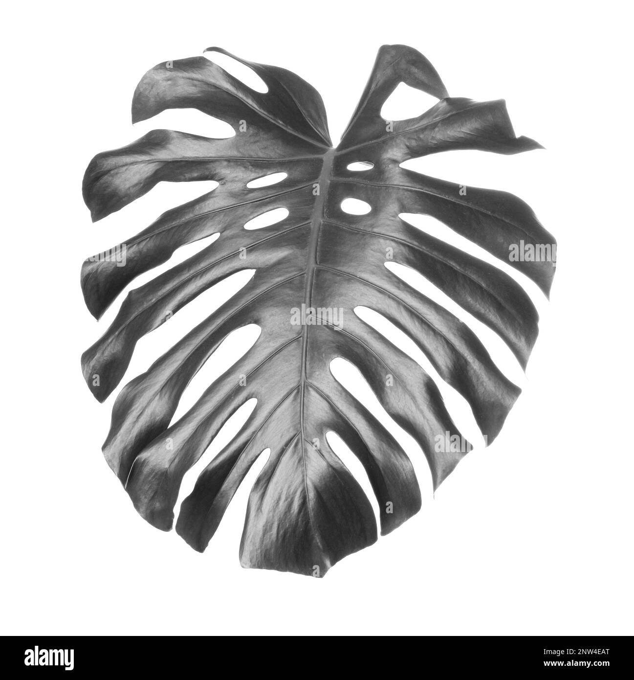 Green plant monstera on Black and White Stock Photos & Images - Alamy