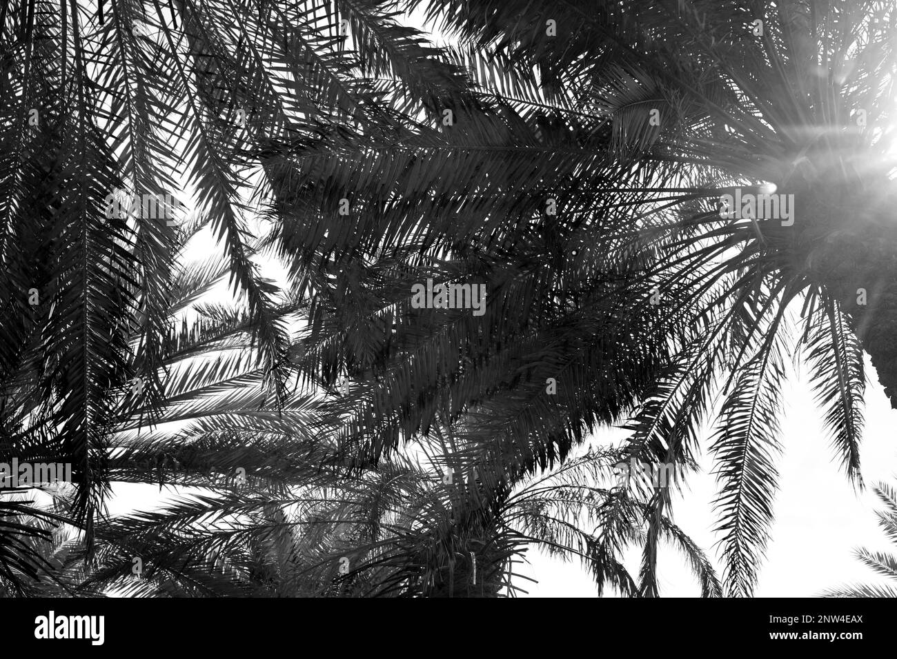Tree green foliage on sunny Black and White Stock Photos & Images - Alamy