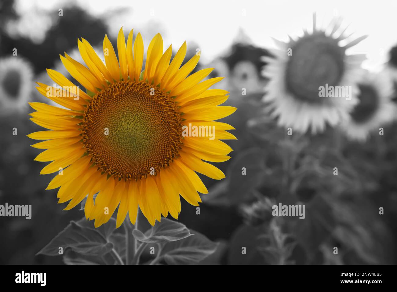 Beautiful sunflower growing in field, closeup. Black and white tone ...