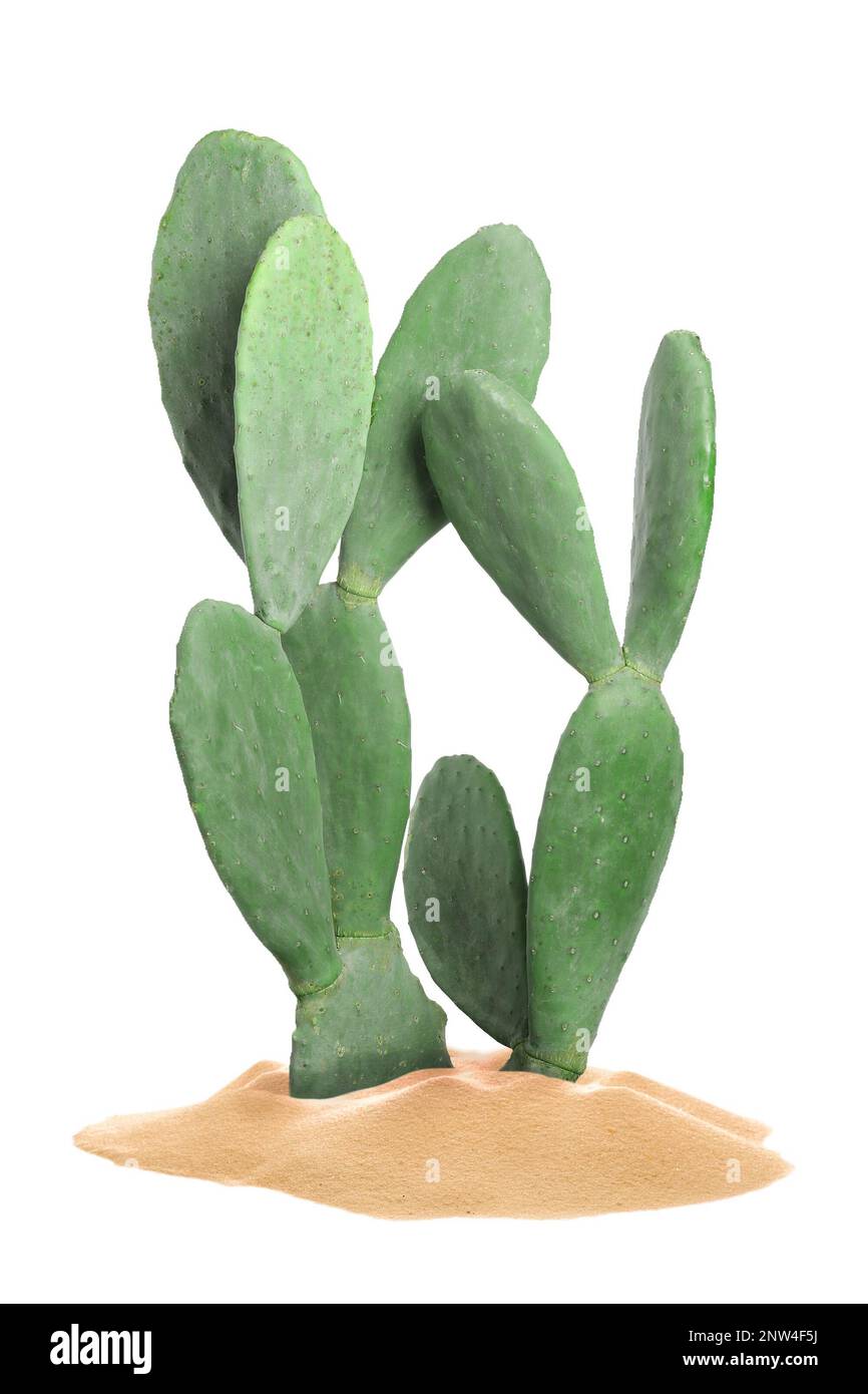 Beautiful big cactus growing in sand on white background Stock Photo ...