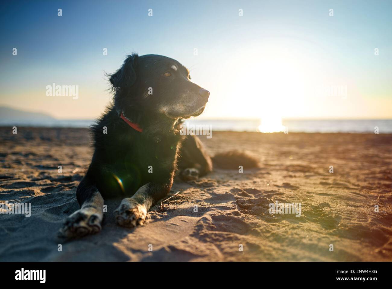 Old dog resting on beach hi-res stock photography and images - Alamy