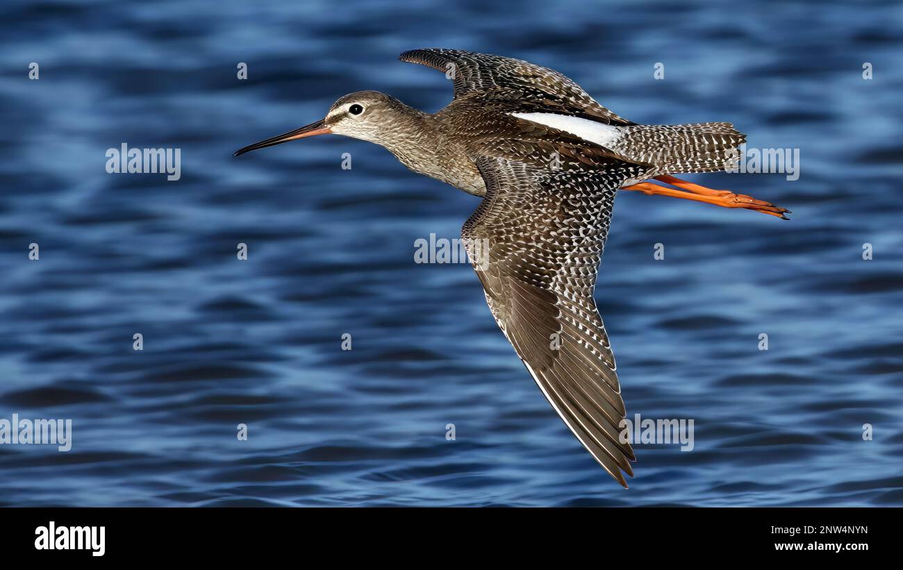 The purple sandpiper (Calidris maritima Stock Photo - Alamy