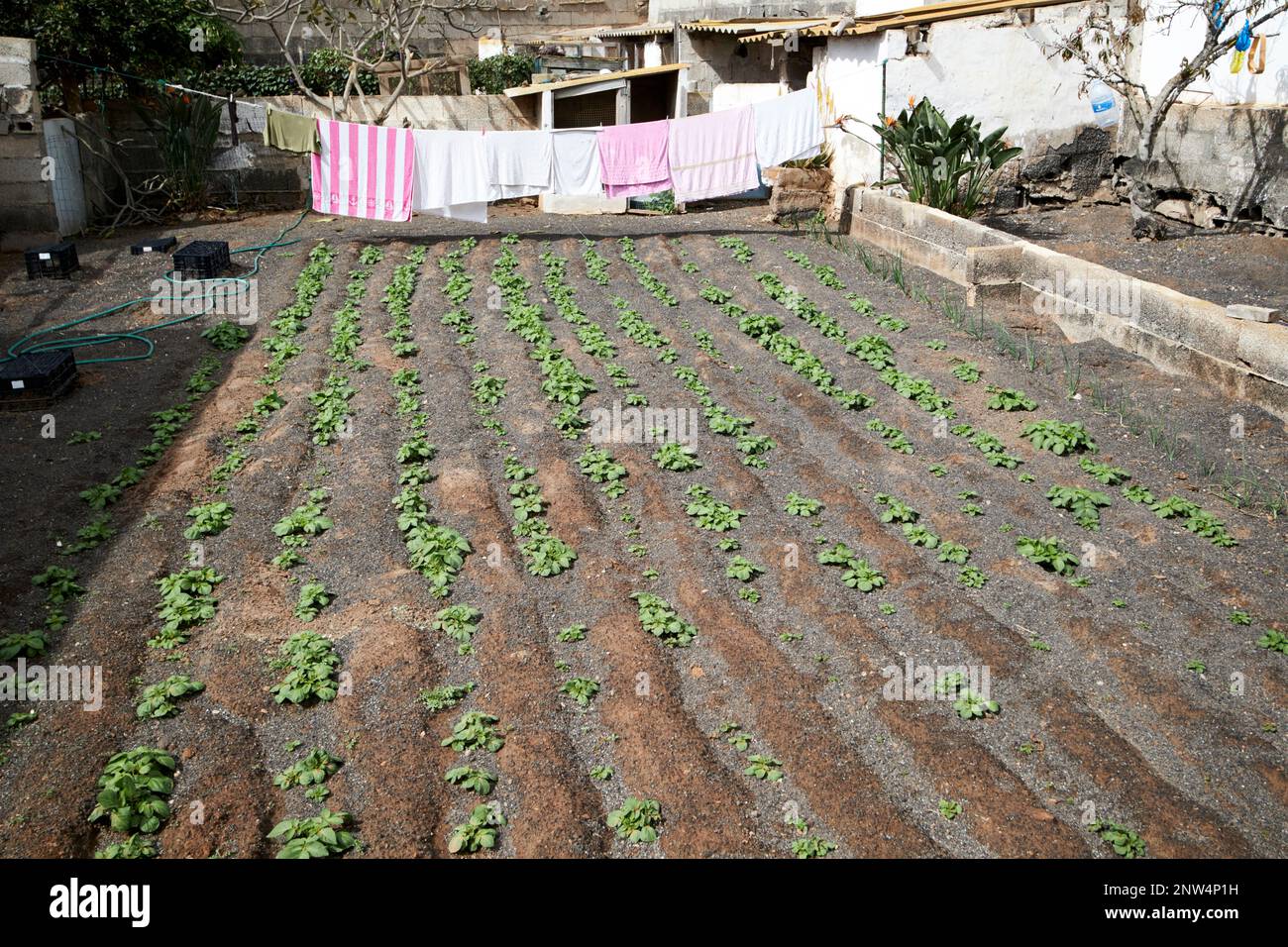 growing plants and vegetables in rows in volcanic picon on top of soil ...
