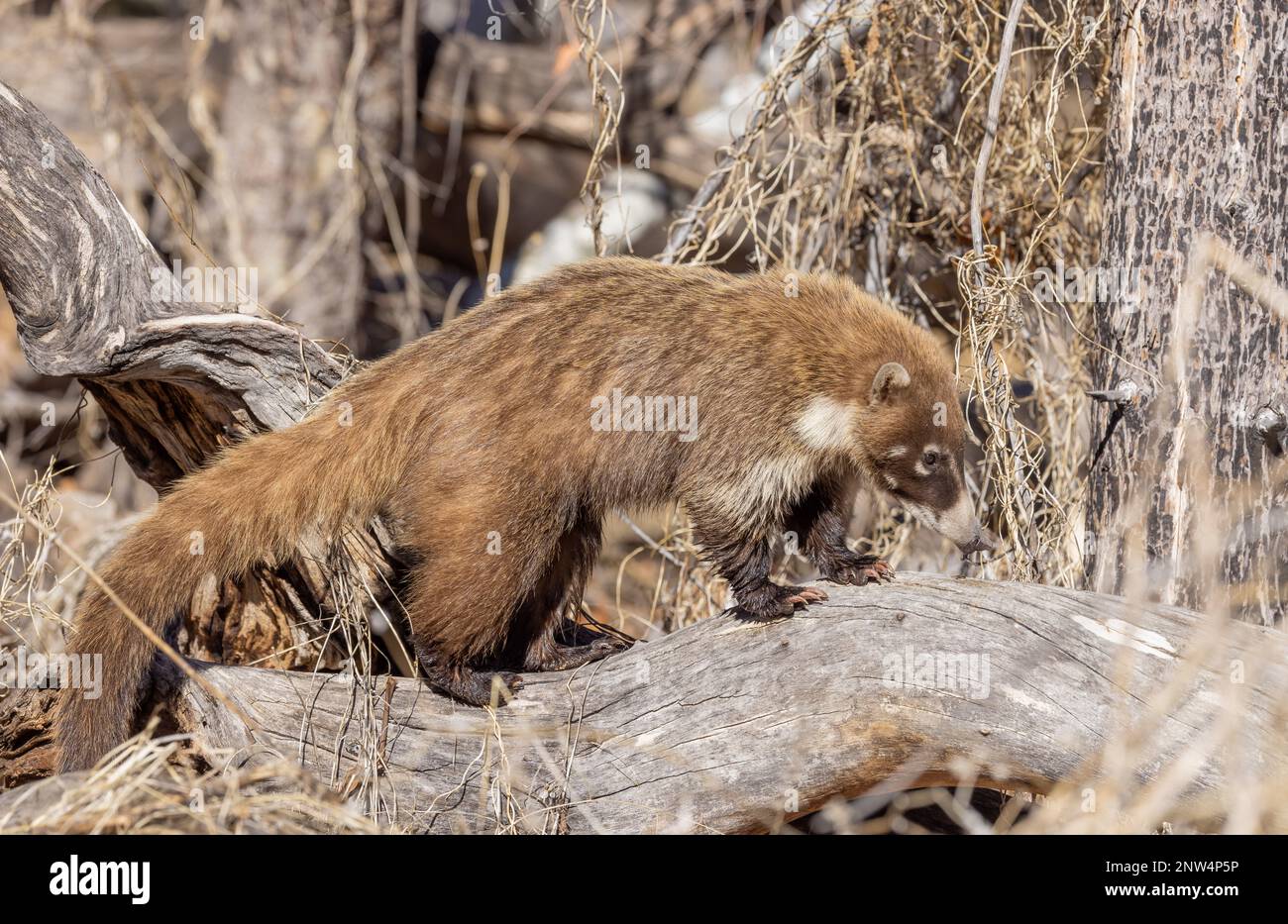 White Nosed Coatimundi in the Chiricahua National Monument Arizona ...