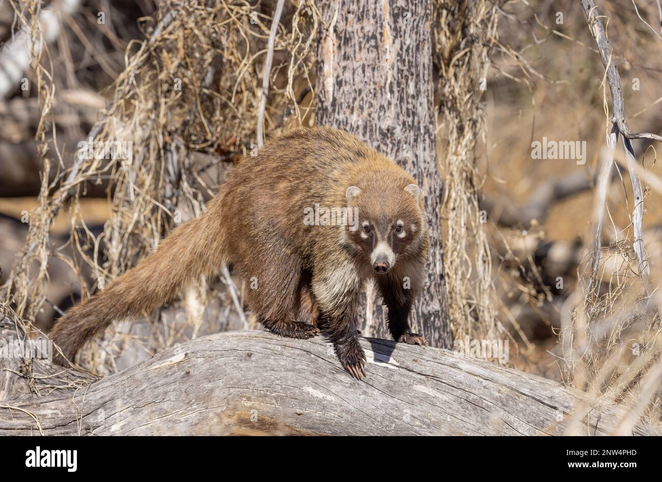White Nosed Coatimundi in the Chiricahua National Monument Arizona ...