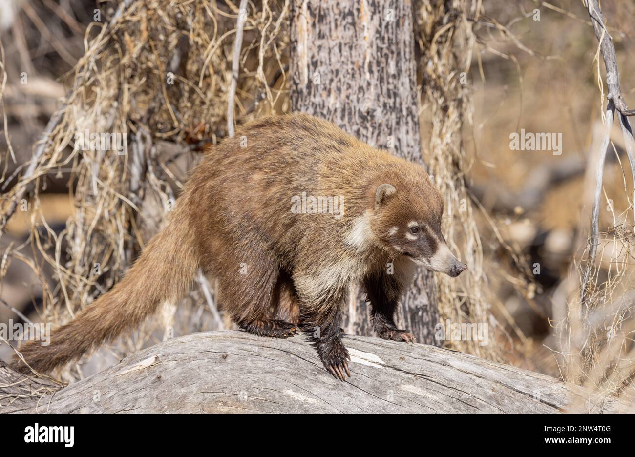 White Nosed Coatimundi in the Chiricahua National Monument Arizona ...