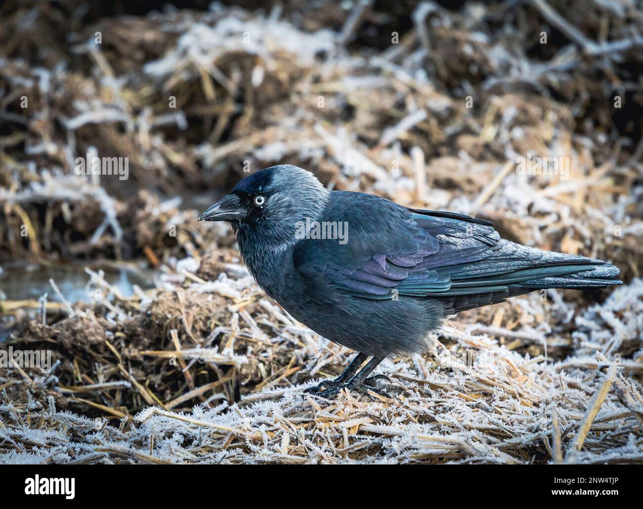 Jackdaw foraging on frozen straw Stock Photo - Alamy