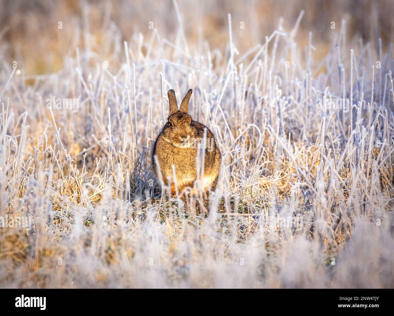 Rabbit in early morning sun-covered frosty grass Stock Photo - Alamy