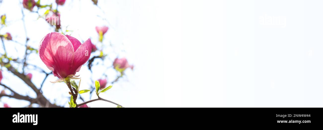 Beautiful blooming pink magnolia tree on spring day banner. Panoramic ...