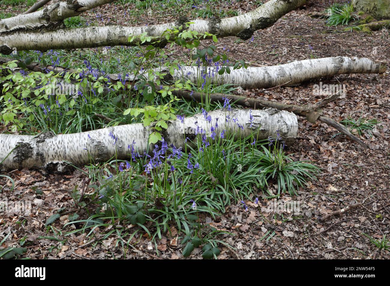 Tree branches on the ground, Ecclesall Woods Sheffield England UK in ...