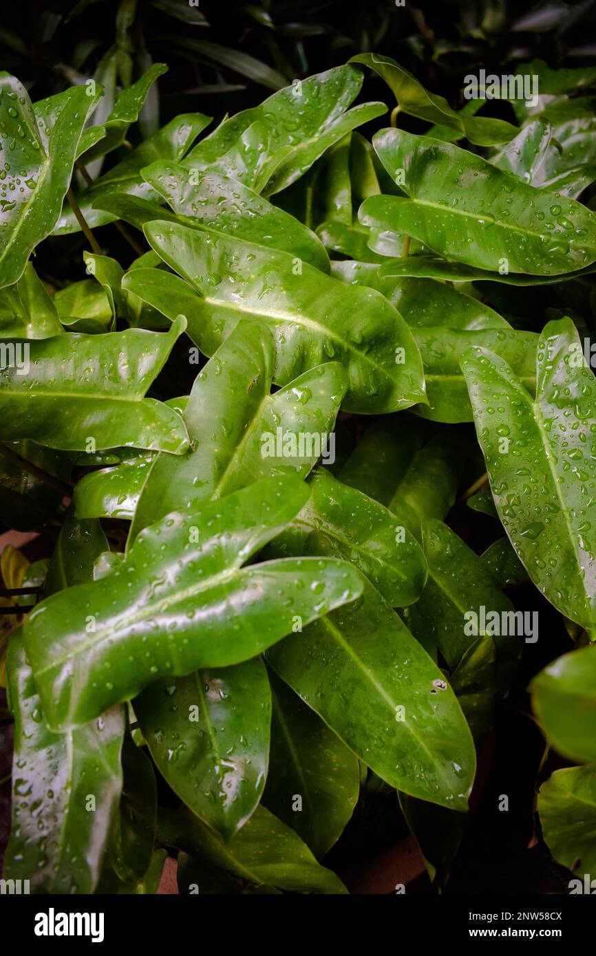 Philodendrongloriosum hi-res stock photography and images - Alamy