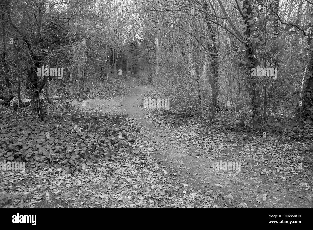Walkway in forest lane park in winter in London Stock Photo - Alamy