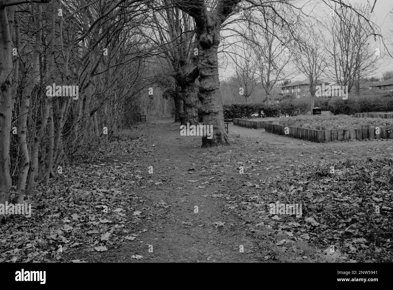 Walkway in forest lane park in winter in London Stock Photo - Alamy