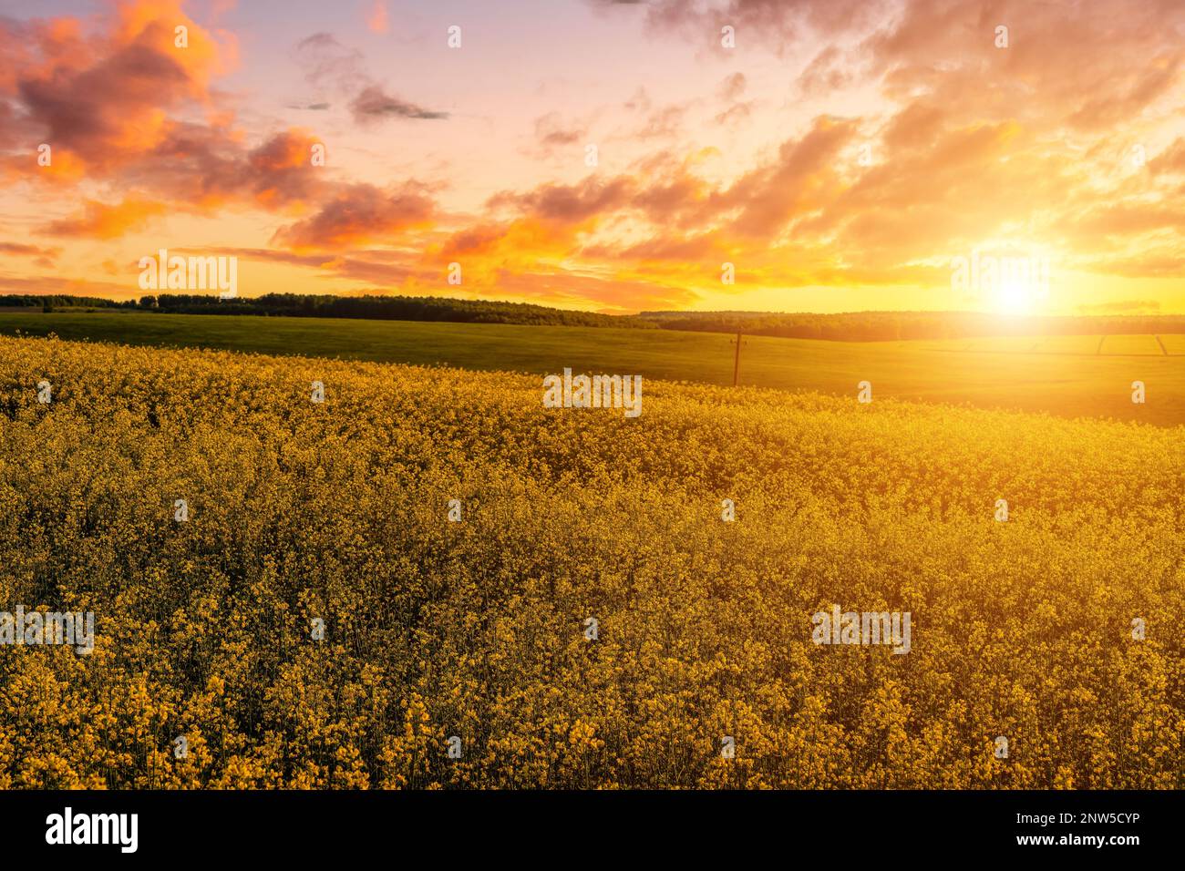 Agricultural flowering rapeseed field at sunset or sunrise. Rural ...
