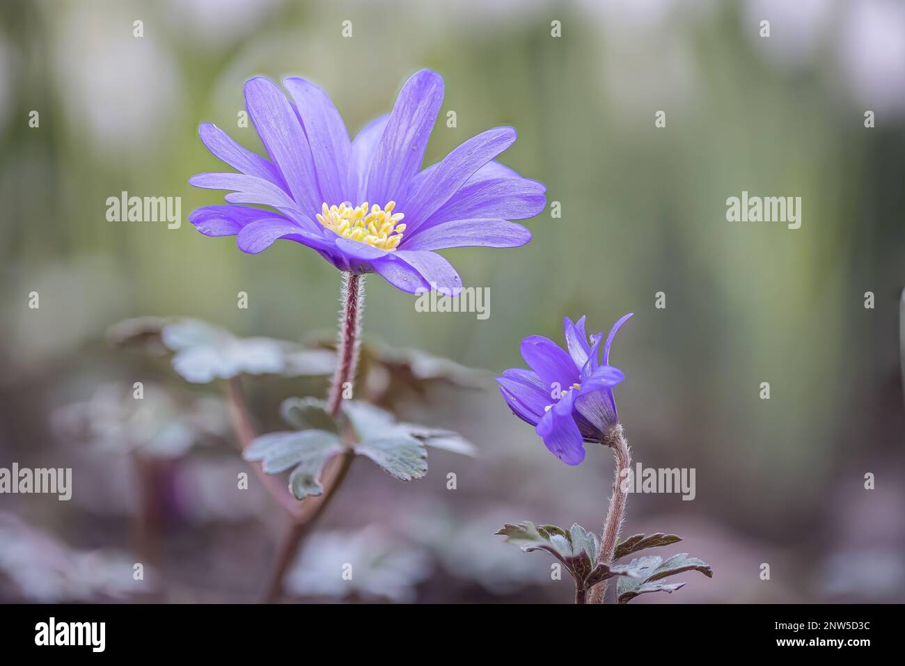 Balkan windflowers (Anemone blanda) in full bloom in front of a blurred background Stock Photo ...