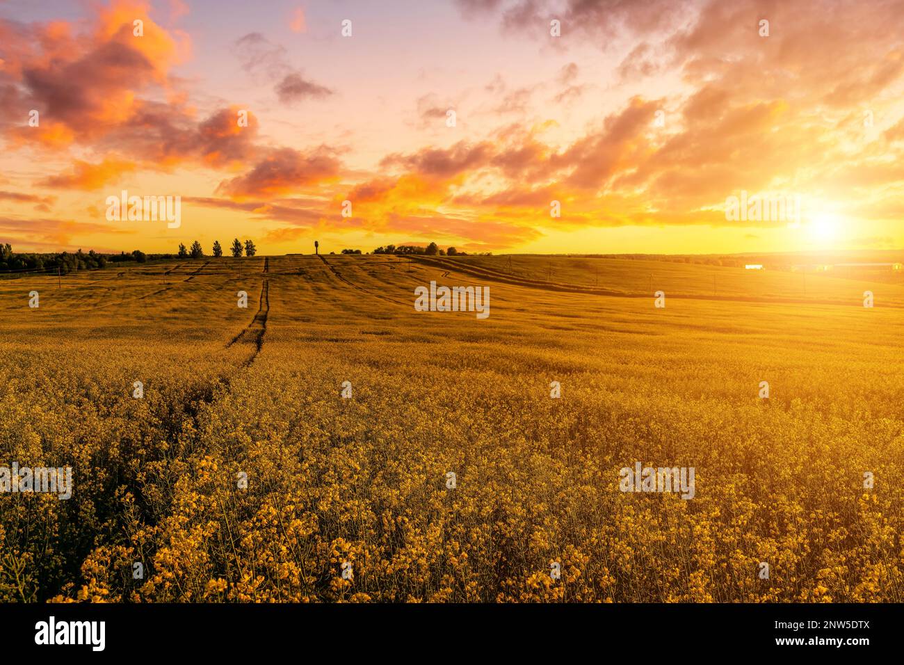 Agricultural flowering rapeseed field at sunset or sunrise. Rural ...