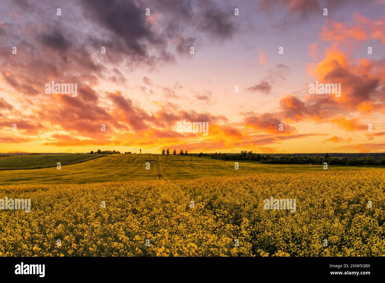 Agricultural flowering rapeseed field at sunset or sunrise. Rural ...