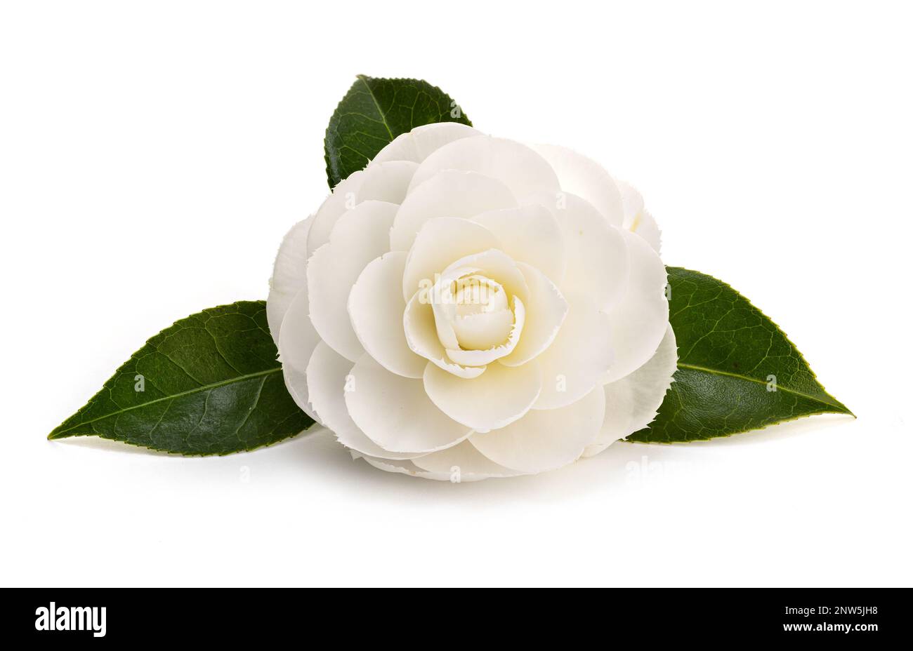 Beautiful White camellia flower and leaves isolated on white background ...