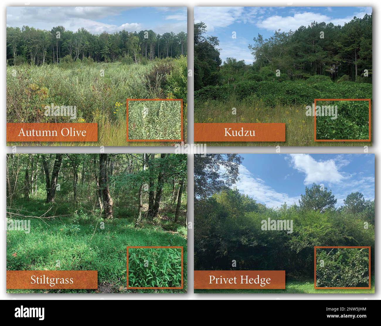 Invasive Plant Species Kudzu