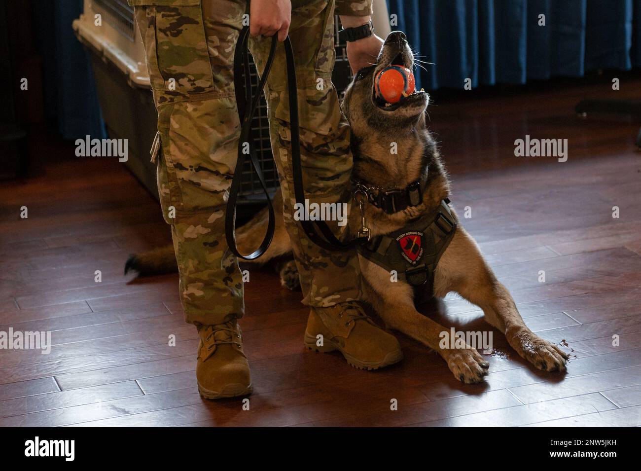 U.S. Air Force military working dog, Kliff, 51st Security Forces ...