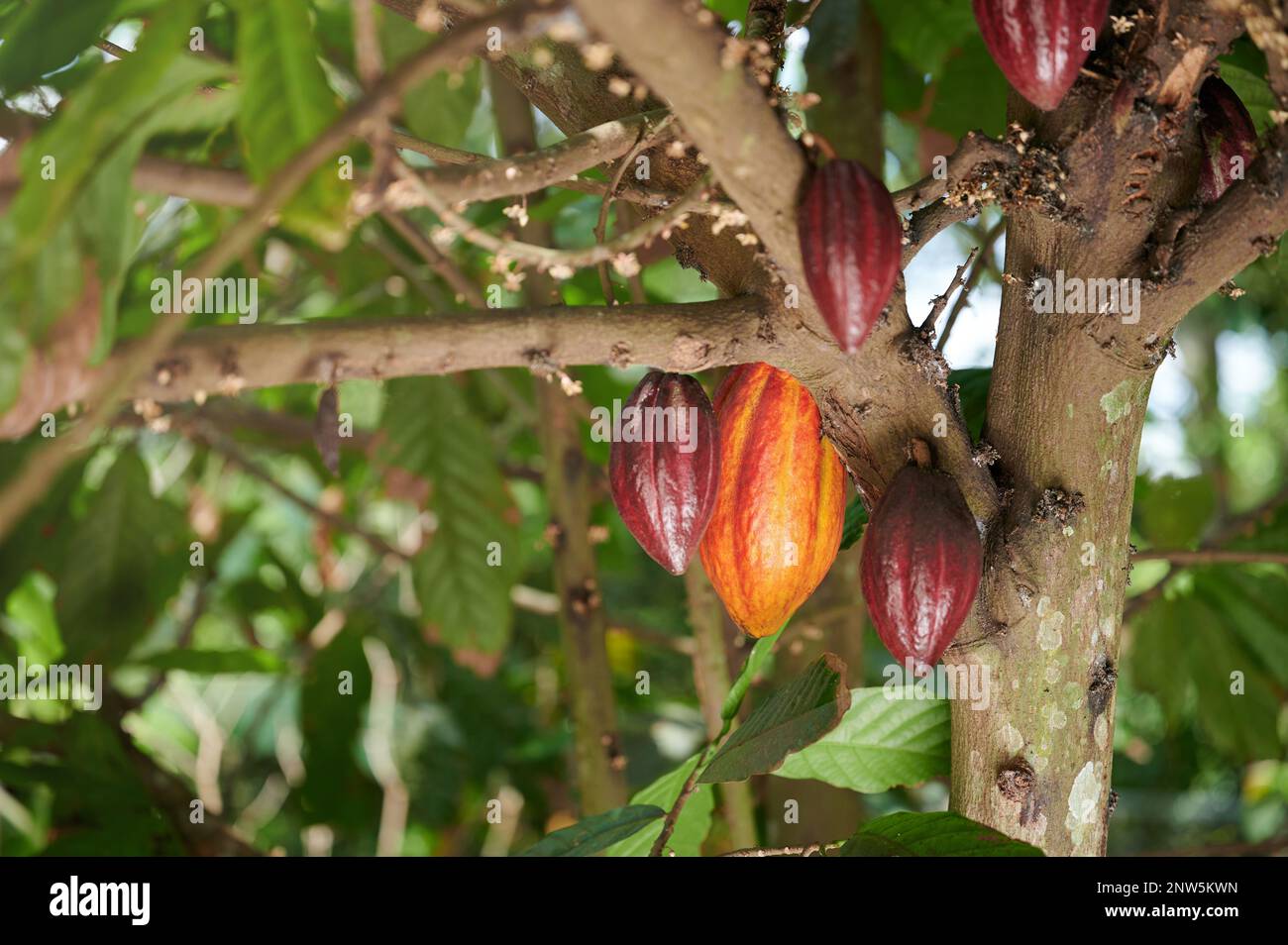 Chocolate cacao pods hanging on tree branch in farm blurred background ...