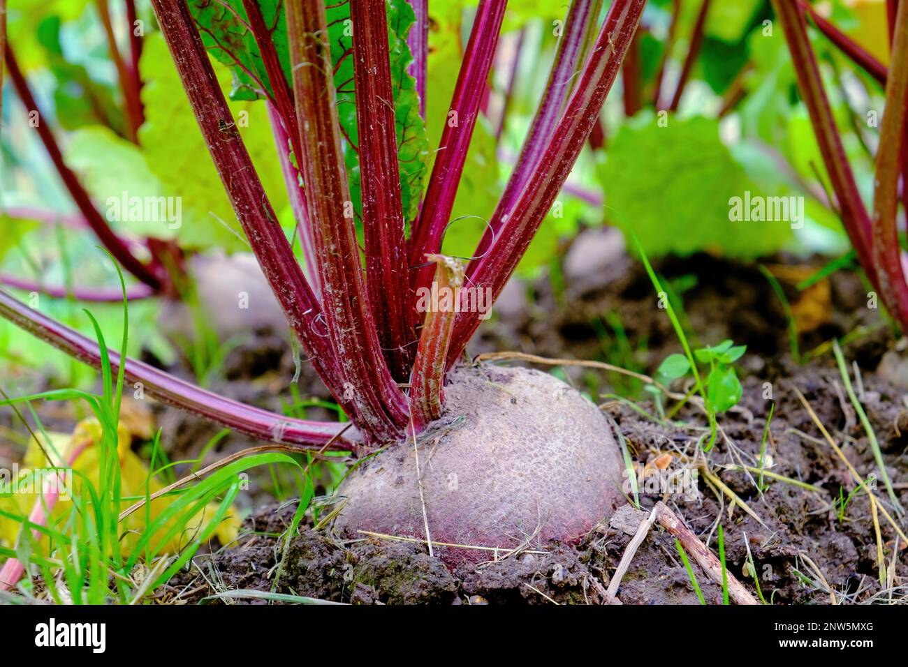 Beetroot. A root vegetable in the ground. Close-up Stock Photo - Alamy