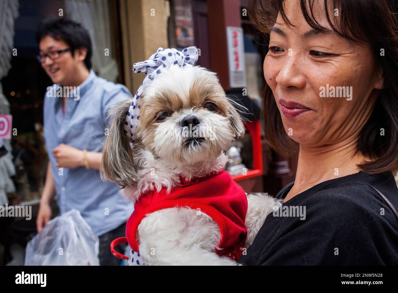 woman with dog in Senso-ji Temple, Asakusa,Tokyo city, Japan, Asia ...