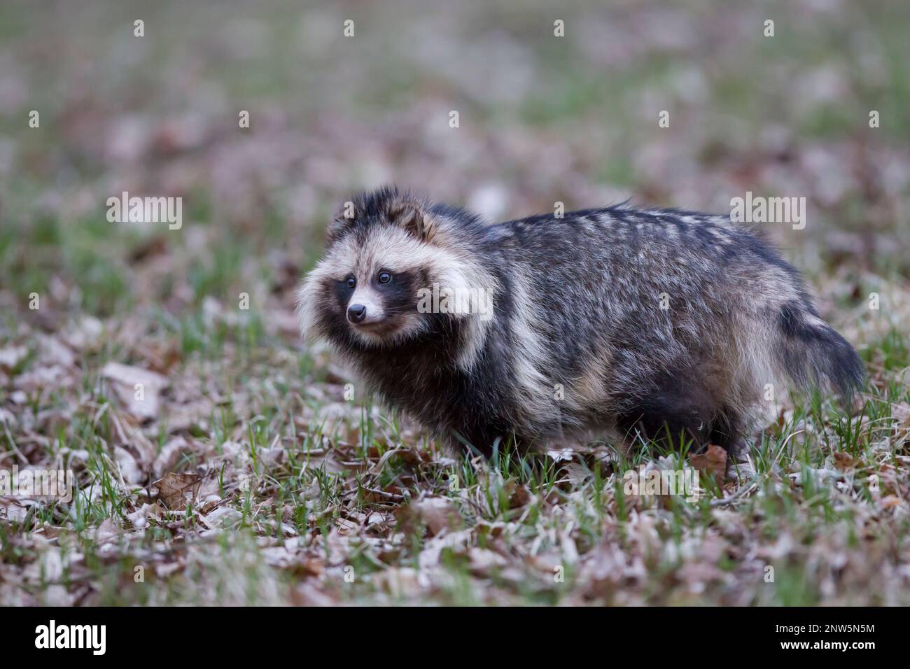 Marderhund, Nyctereutes procyonoides, common raccoon dog Stock Photo ...