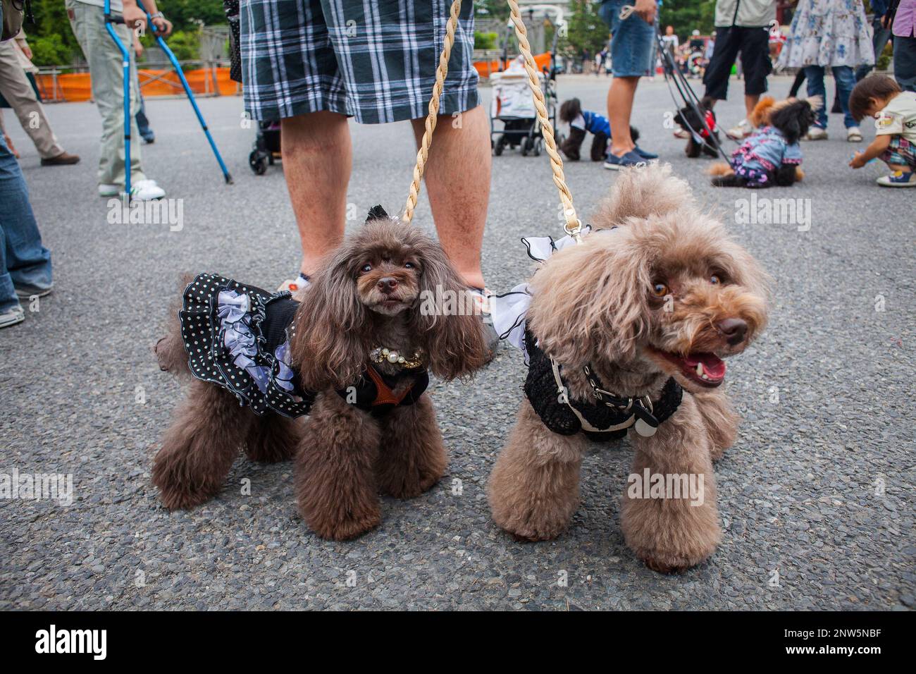 dogs in Senso-ji Temple, Asakusa,Tokyo city, Japan, Asia Stock Photo ...
